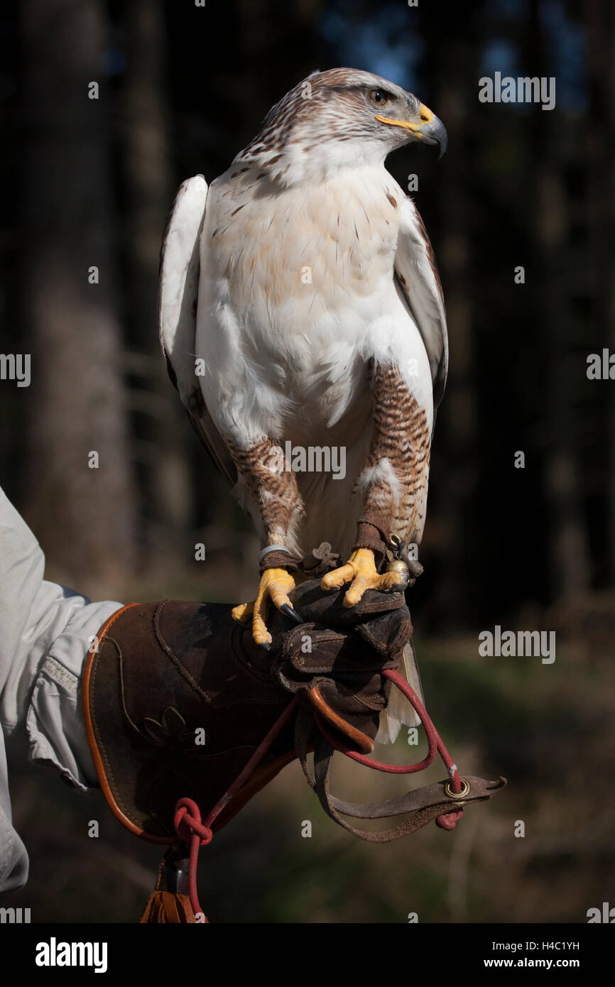 Ferruginous hawk on the hand of the falconer Stock Photo - Alamy