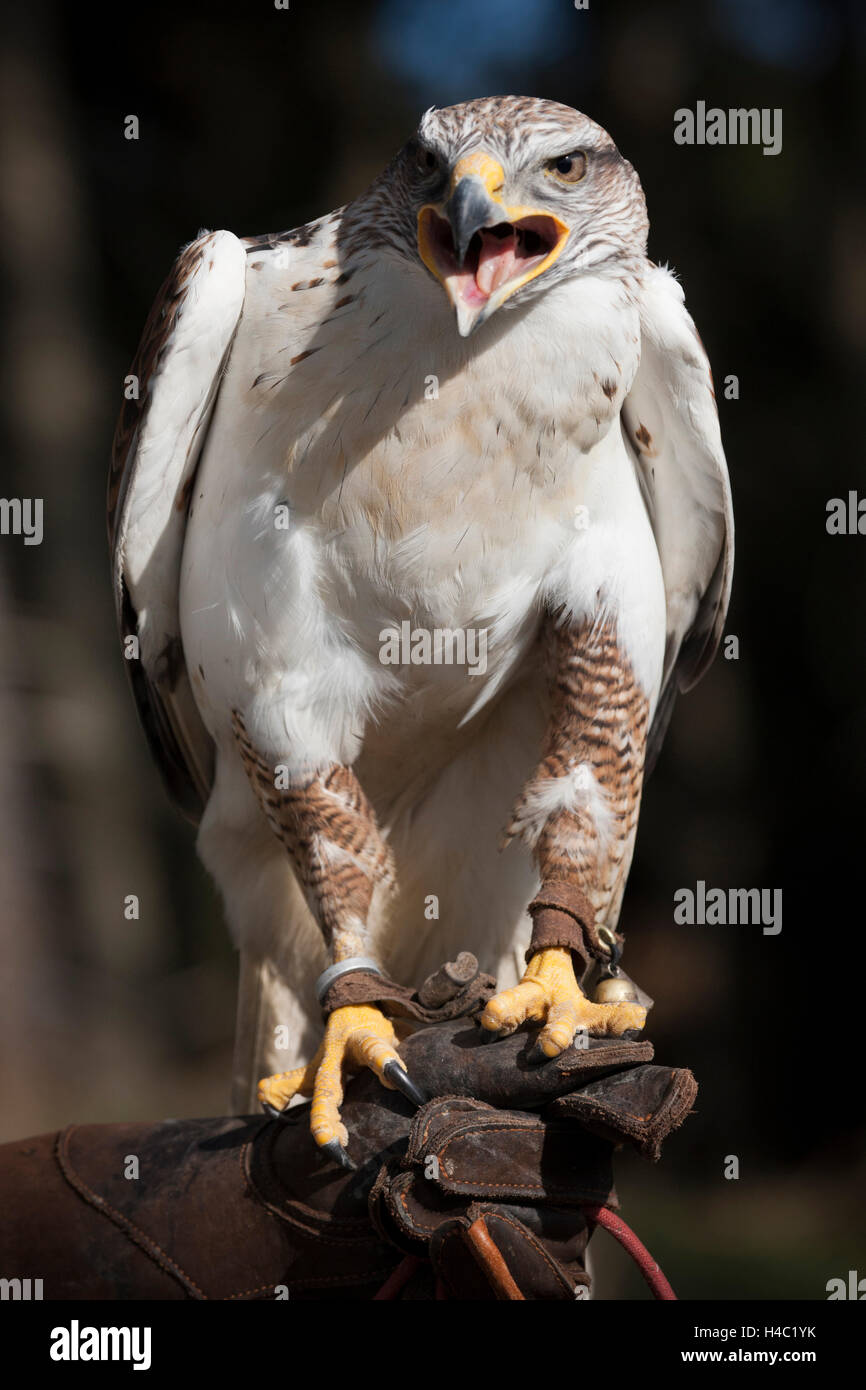 Hand hawk hi-res stock photography and images - Alamy
