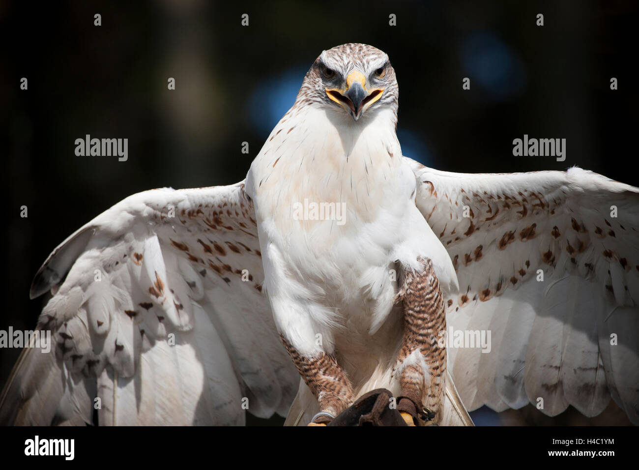 Hand hawk hi-res stock photography and images - Alamy