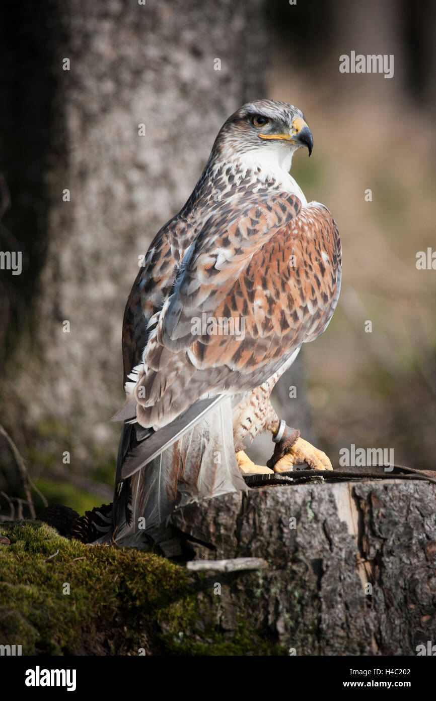Perching hawk hi-res stock photography and images - Alamy