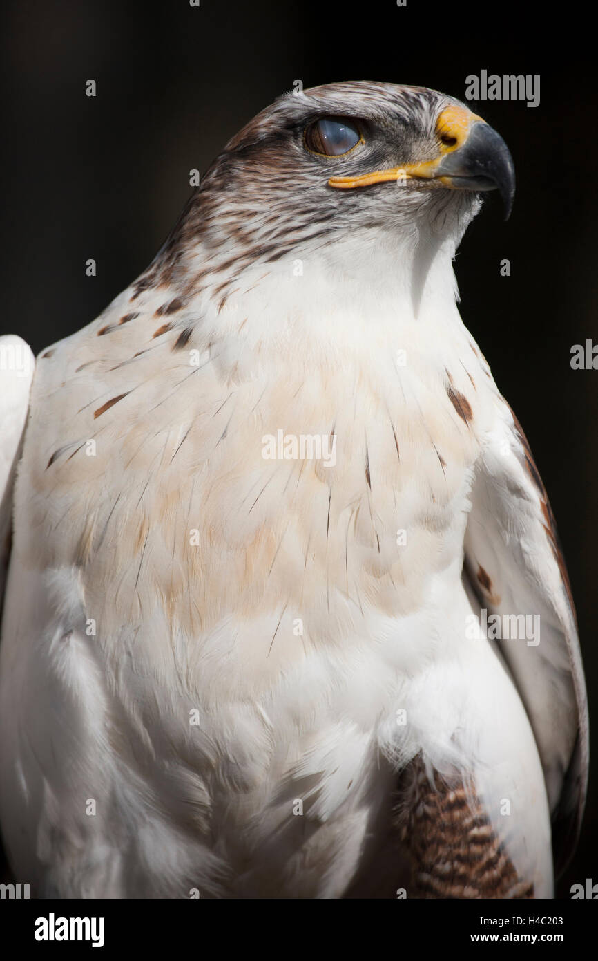 Ferruginous hawk, portrait Stock Photo - Alamy