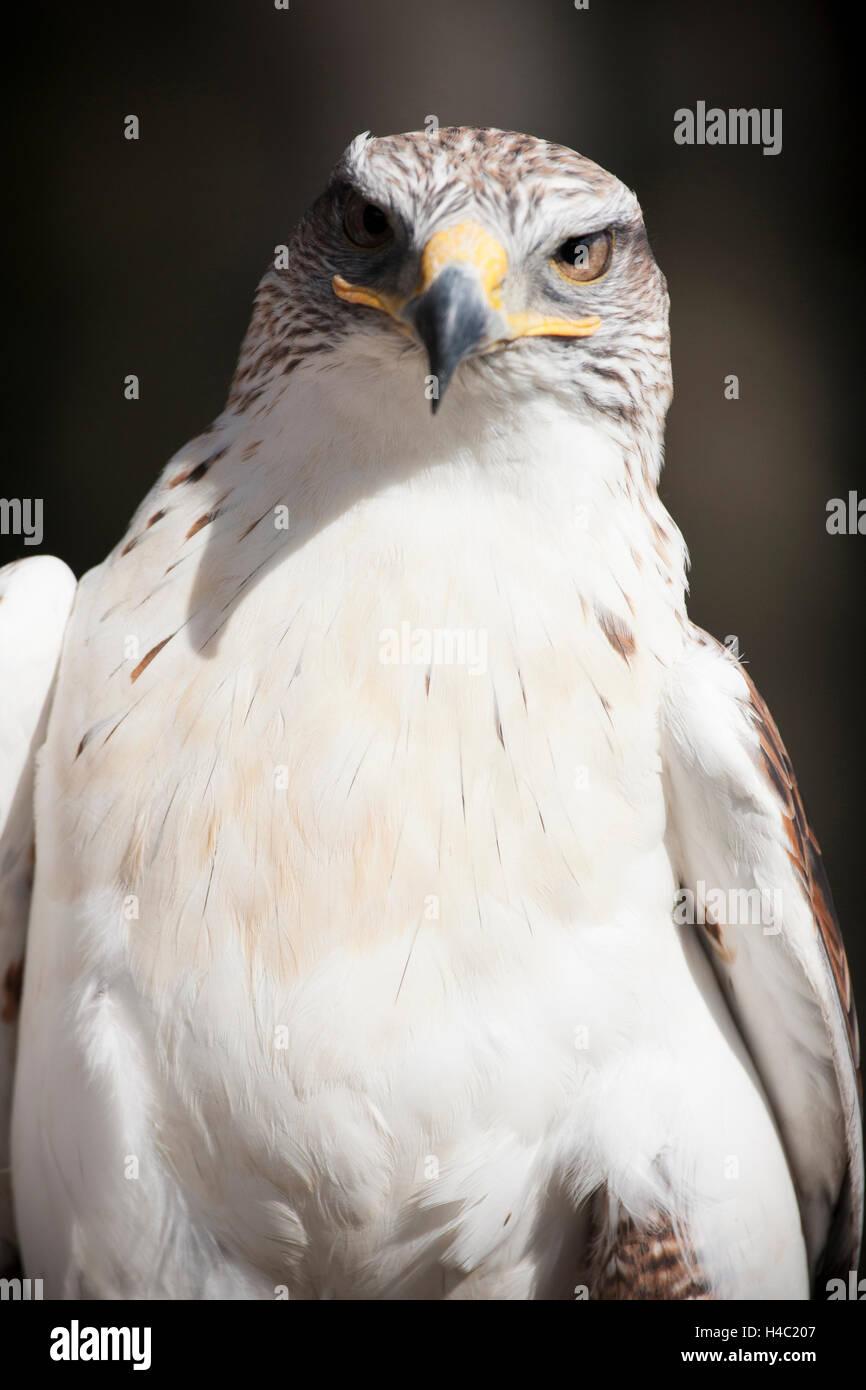 Ferruginous hawk, portrait Stock Photo - Alamy