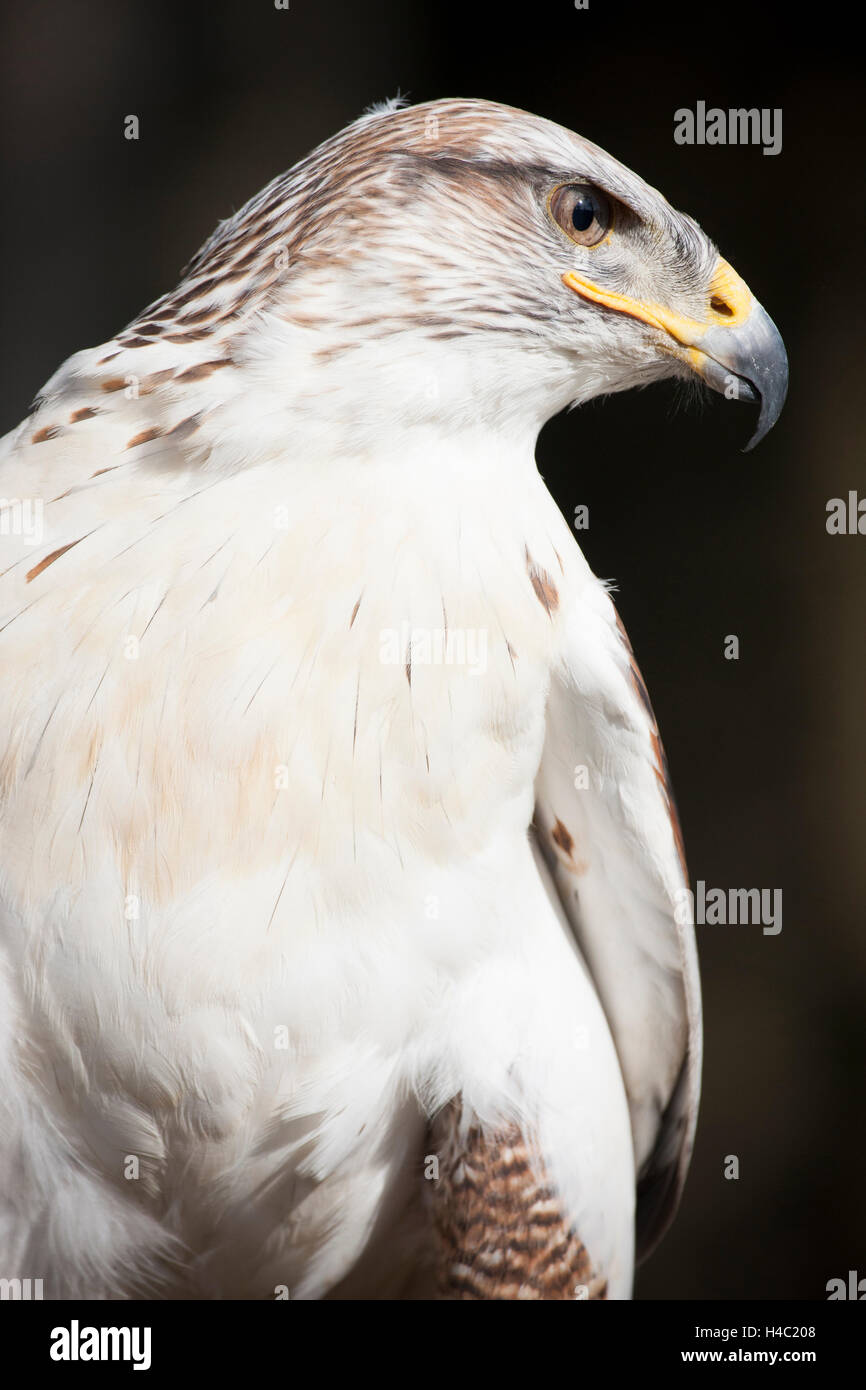 Ferruginous hawk, portrait, profile Stock Photo - Alamy