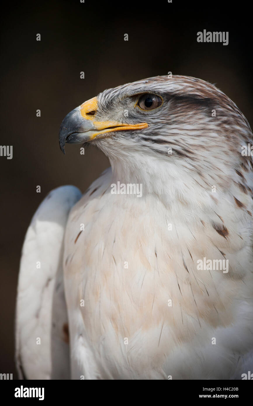 Ferruginous hawk hi-res stock photography and images - Alamy