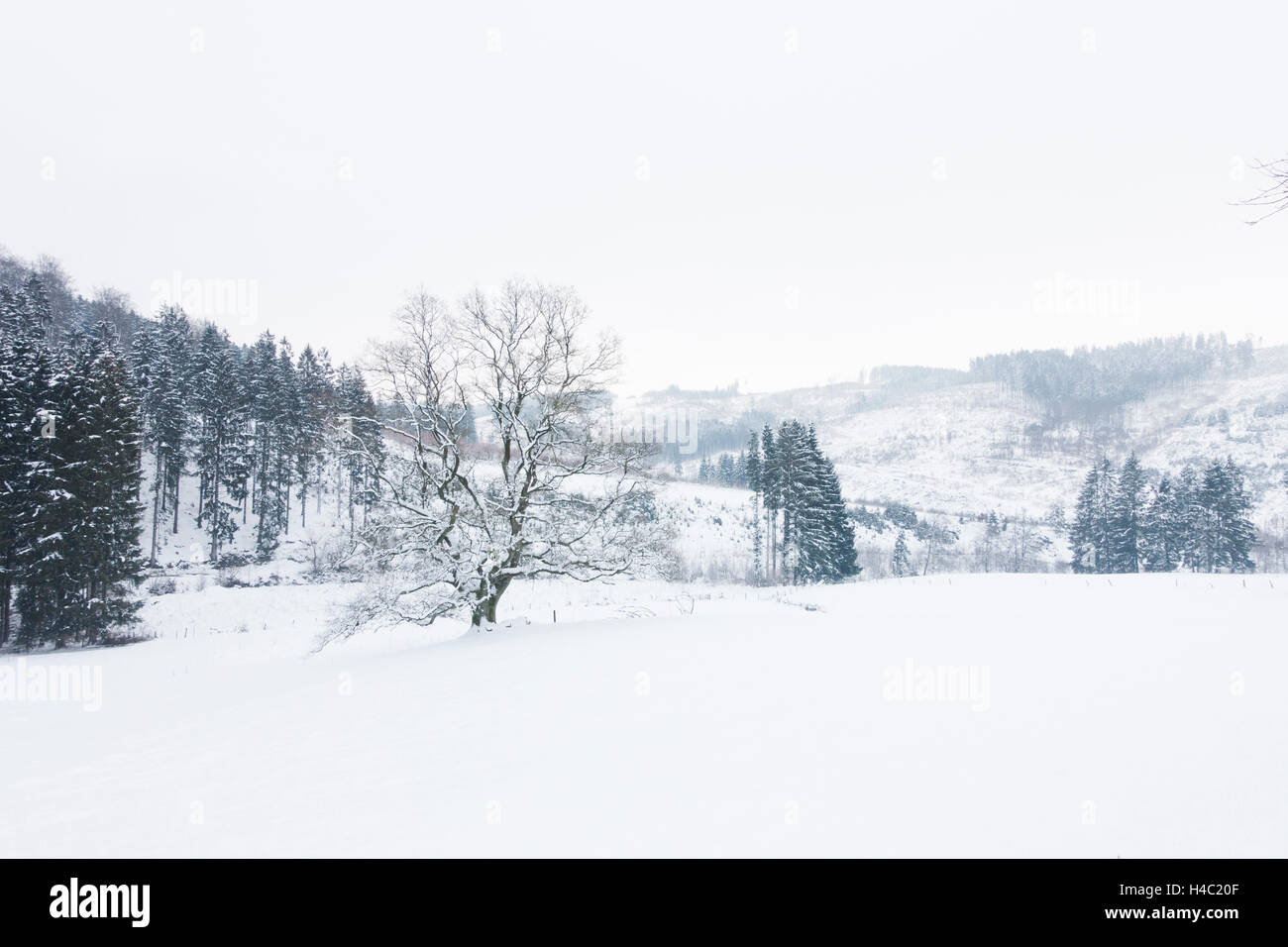 Oak in the open field in winter landscape Stock Photo - Alamy