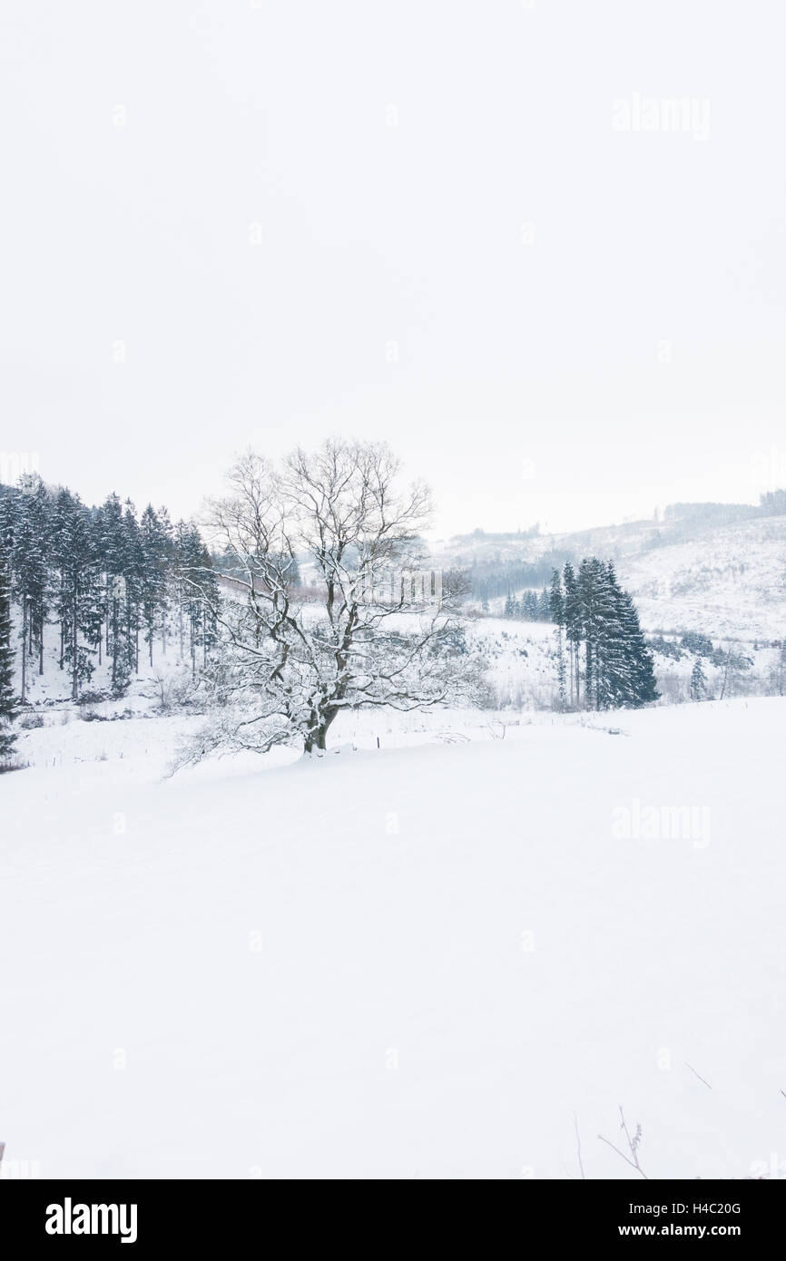 Oak in the open field in winter landscape Stock Photo - Alamy
