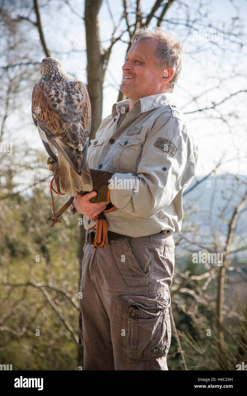Falconer holding ferruginous hawk on the arm and smiling Stock Photo ...