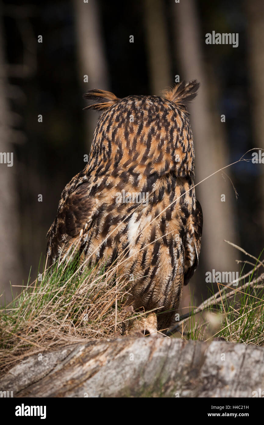 Owl back hi-res stock photography and images - Alamy