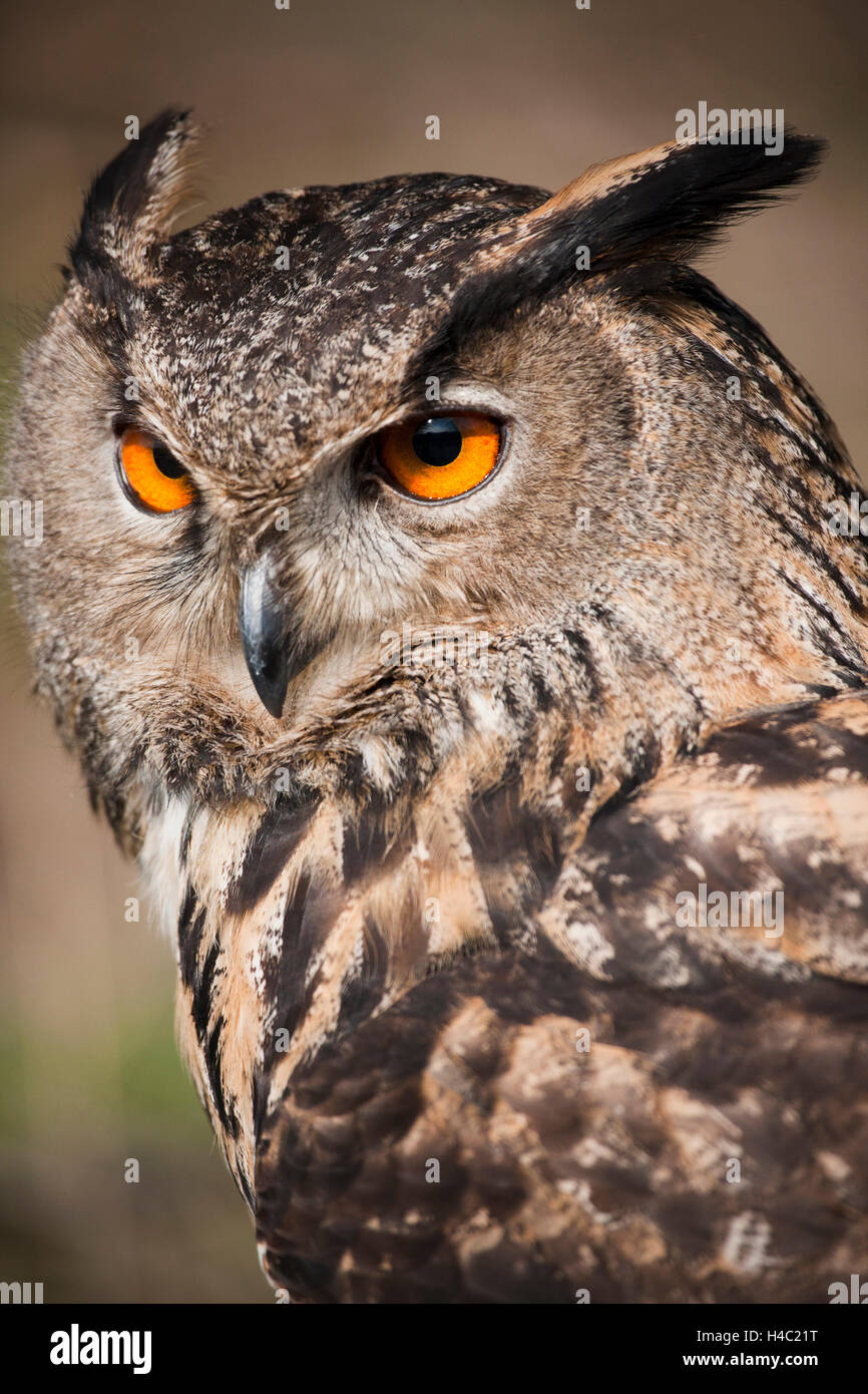 Eagle owl, portrait, side view, profile Stock Photo - Alamy