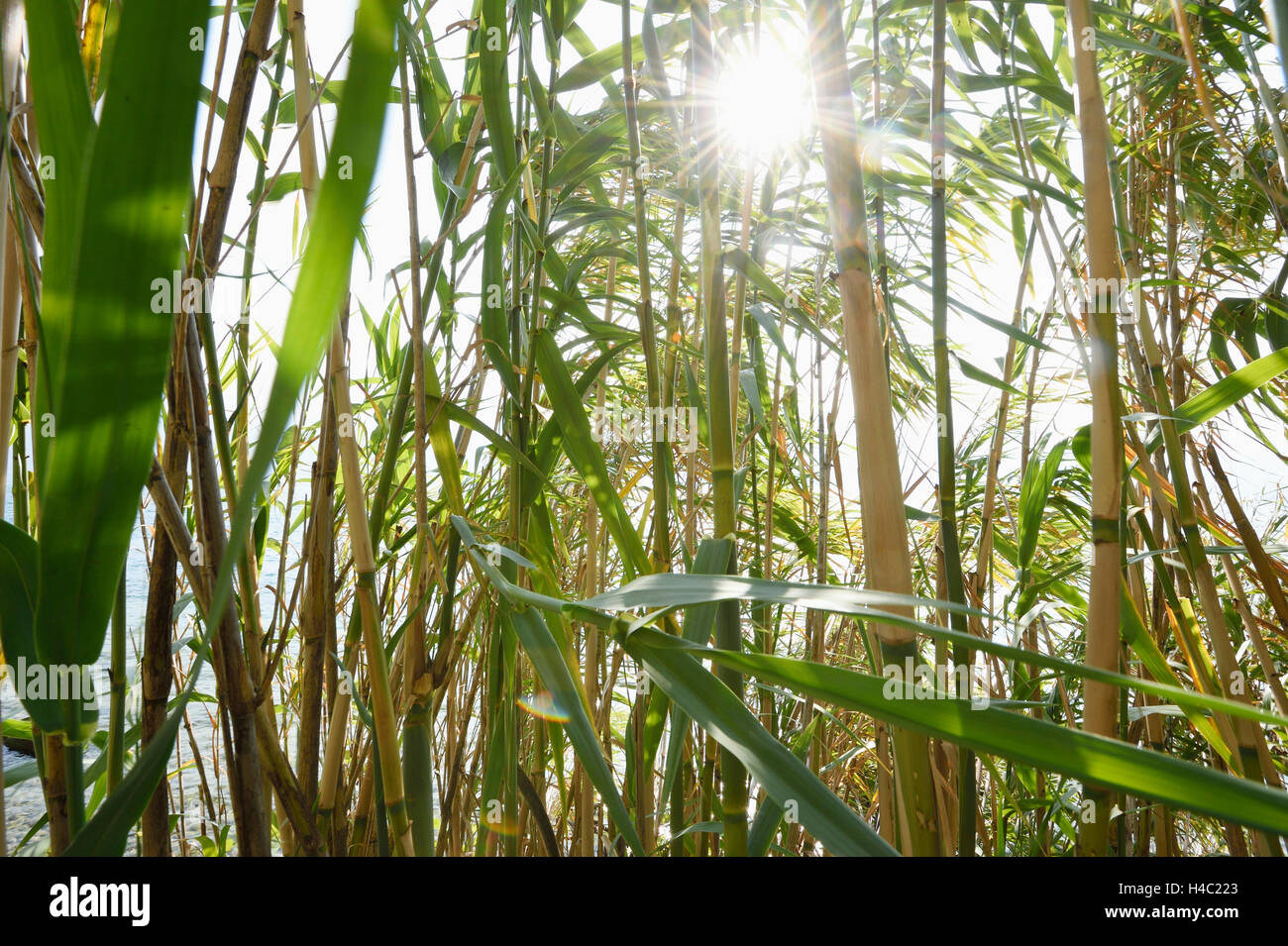Bambusoideae plant hi-res stock photography and images - Alamy
