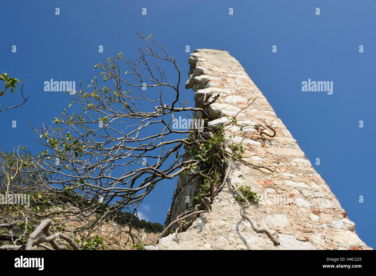 Tree, stone wall, growing Stock Photo - Alamy