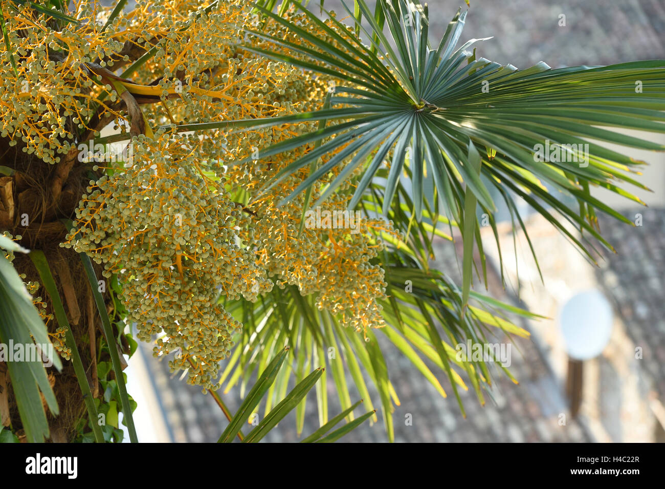 Chusan palm, Trachycarpus fortunei, close-up Stock Photo - Alamy