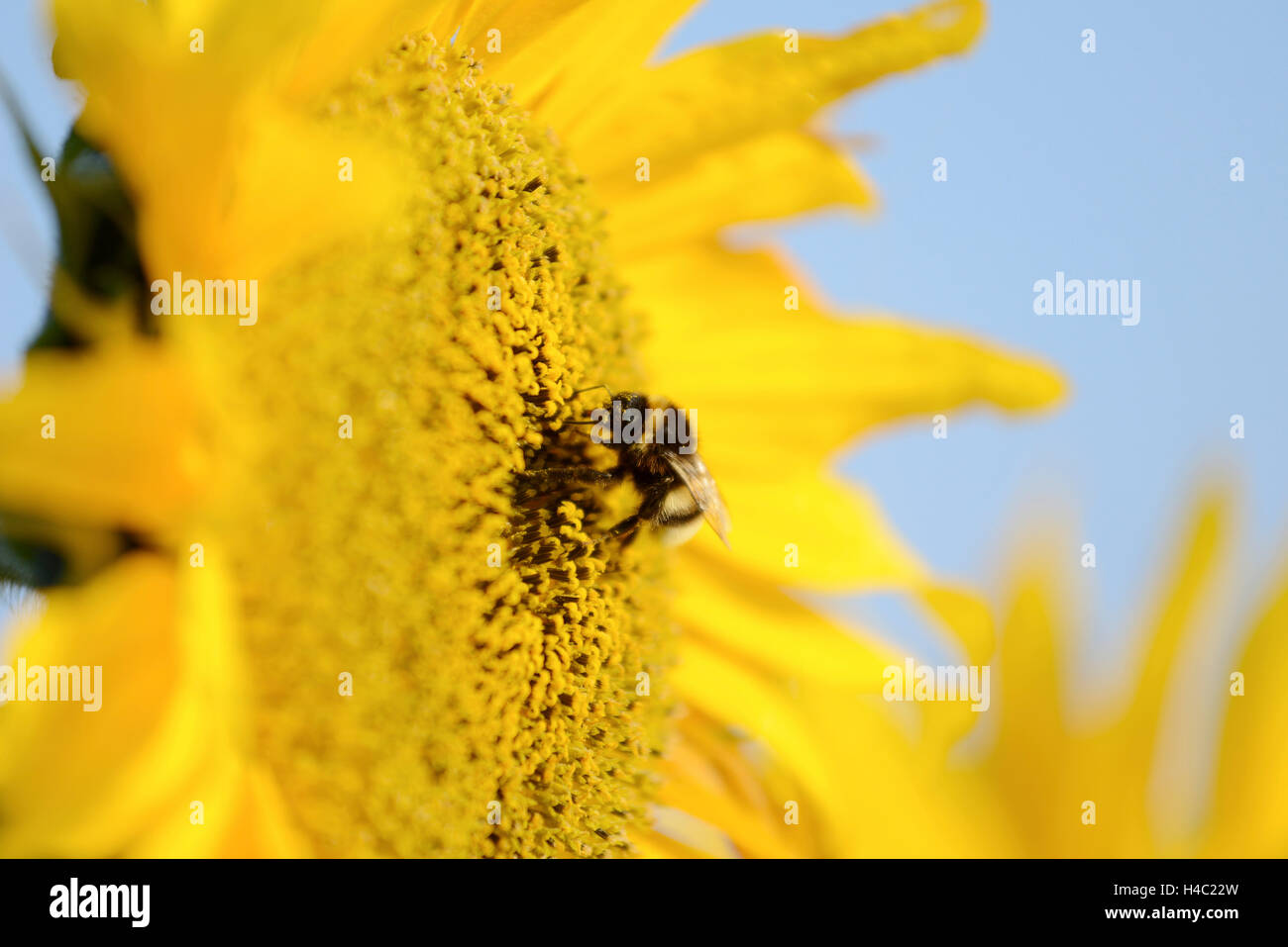 Buff-tailed bumblebee, Bombus terrestris, sunflower, Helianthus annuus ...