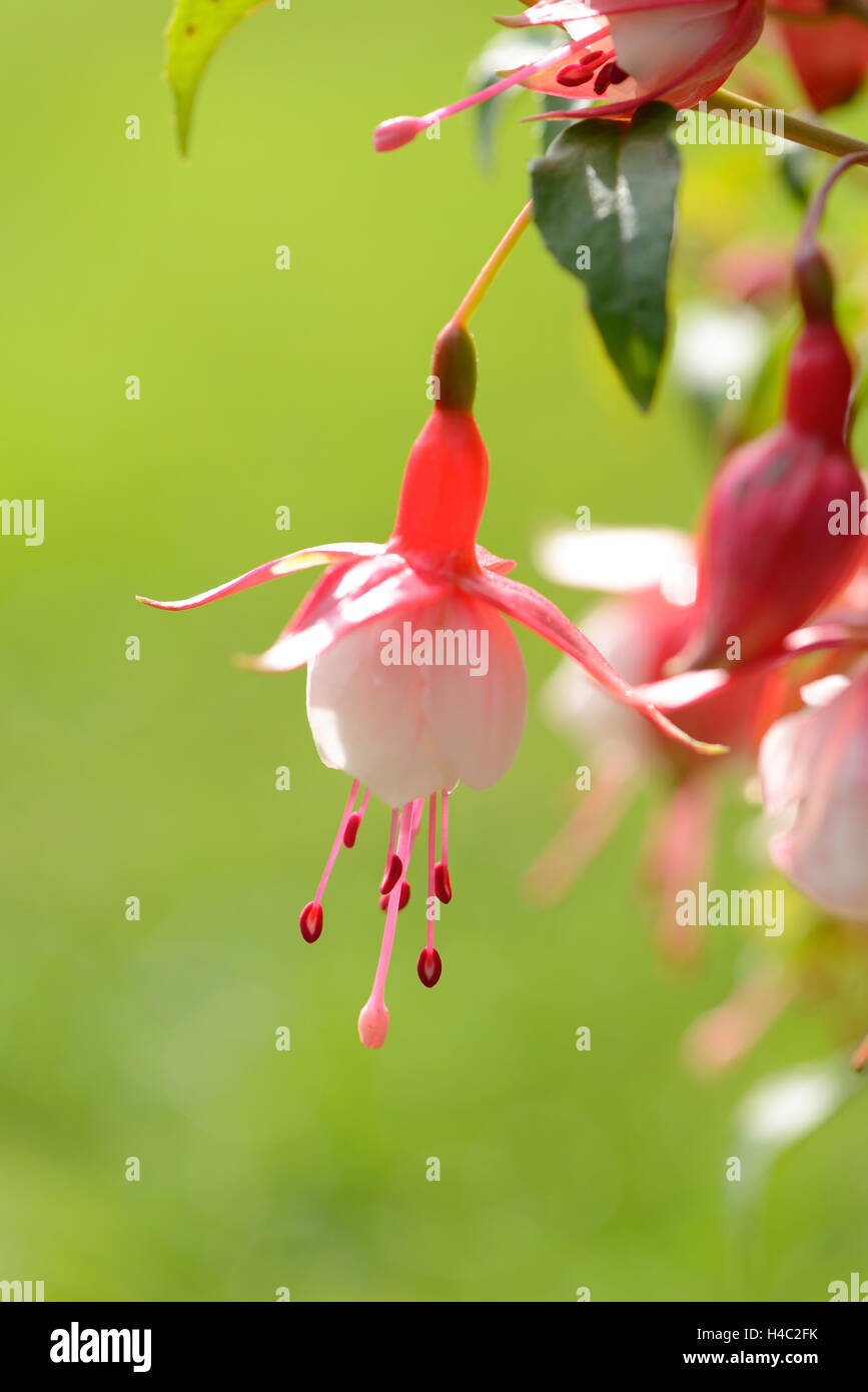 Fuchsia, close-up, blossom, autumn Stock Photo - Alamy