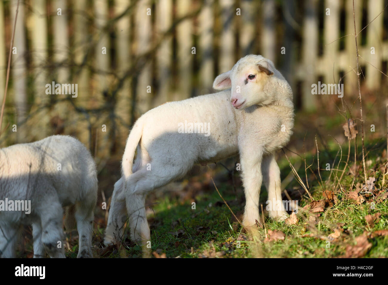 Domestic sheep, Ovis orientalis aries, lamb, meadow, side view ...