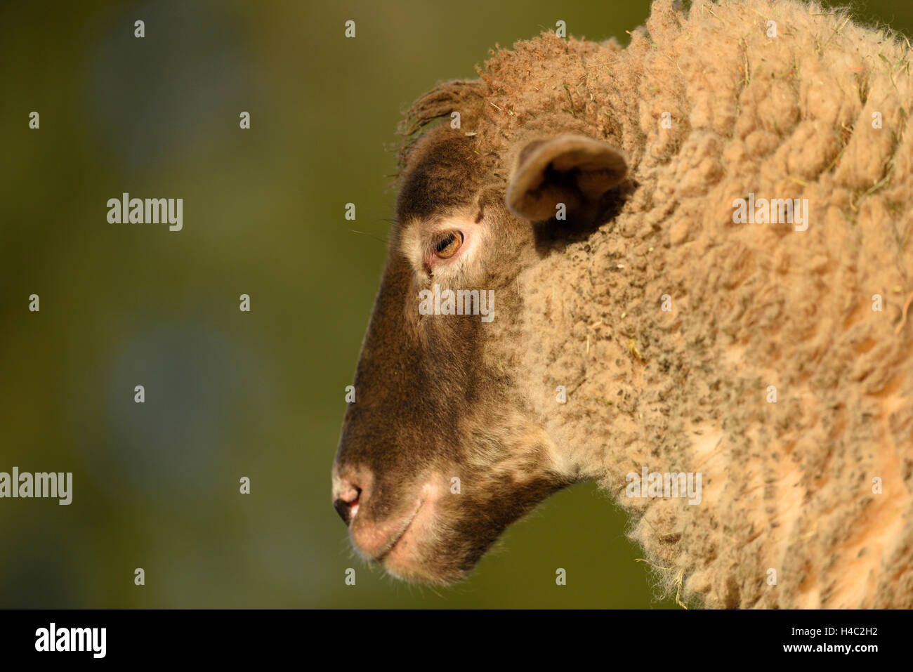 Domestic sheep, Ovis orientalis aries, portrait, side view Stock Photo ...