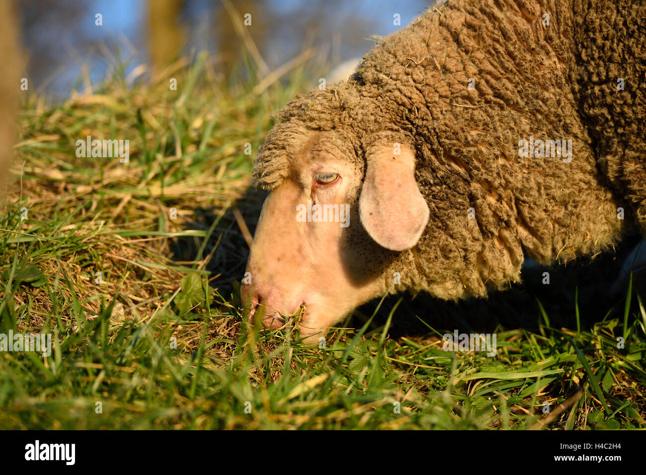 Domestic sheep, Ovis orientalis aries, portrait, side view, eating ...