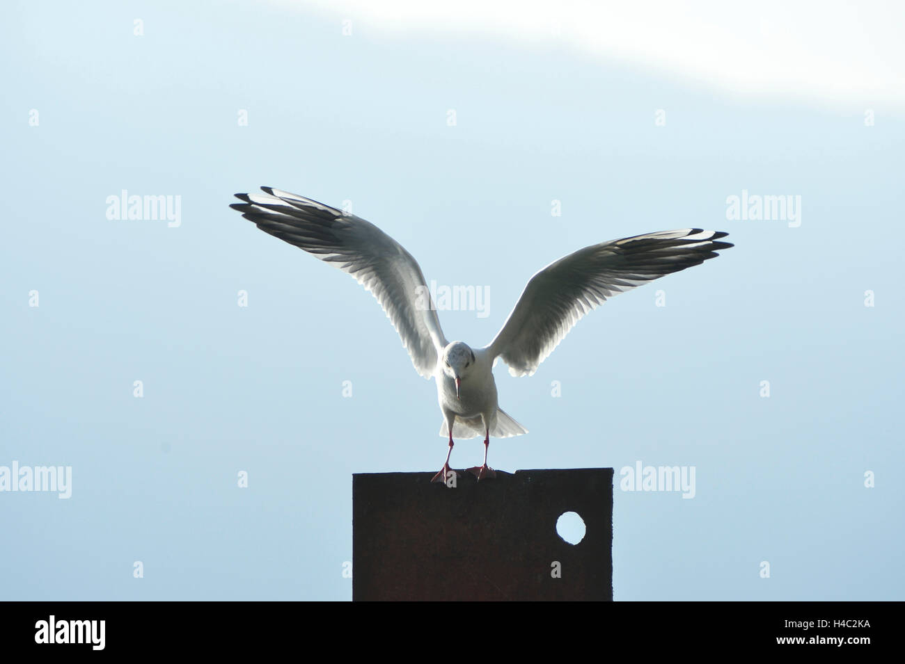 Black-headed gull, Larus ridibundus, head-on, landing Stock Photo - Alamy