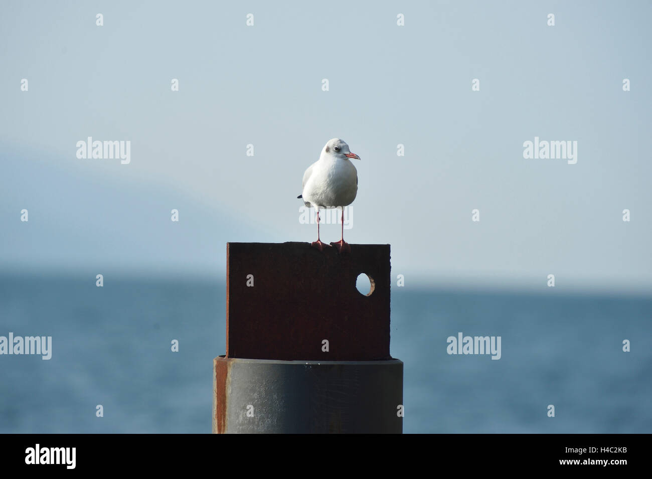 Black-headed gull, Larus ridibundus, head-on, sitting Stock Photo - Alamy