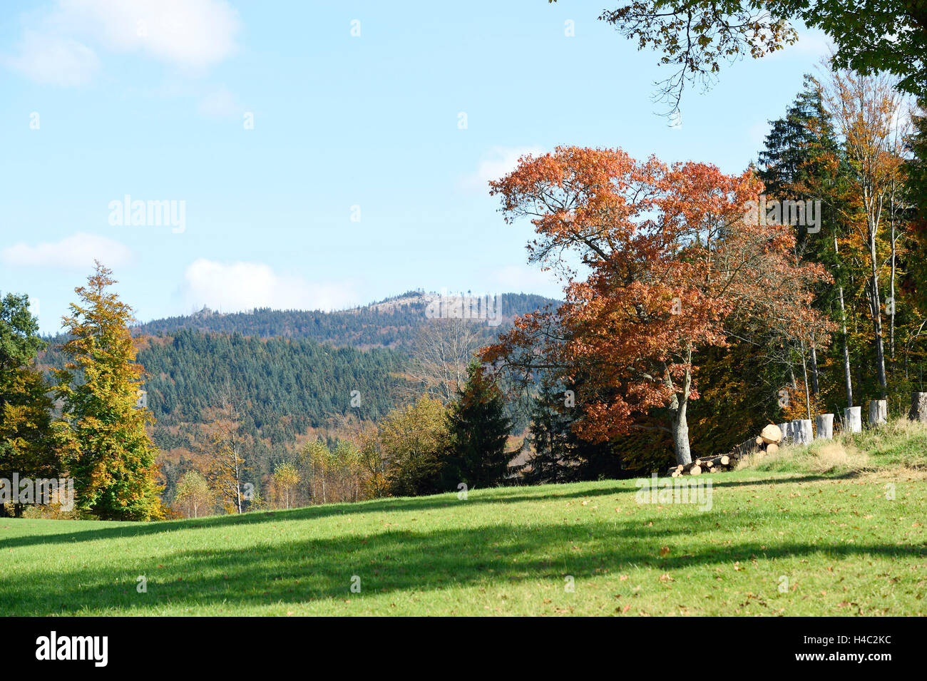 Landscape, northern red oak, Quercus rubra, meadow, autumn Stock Photo ...