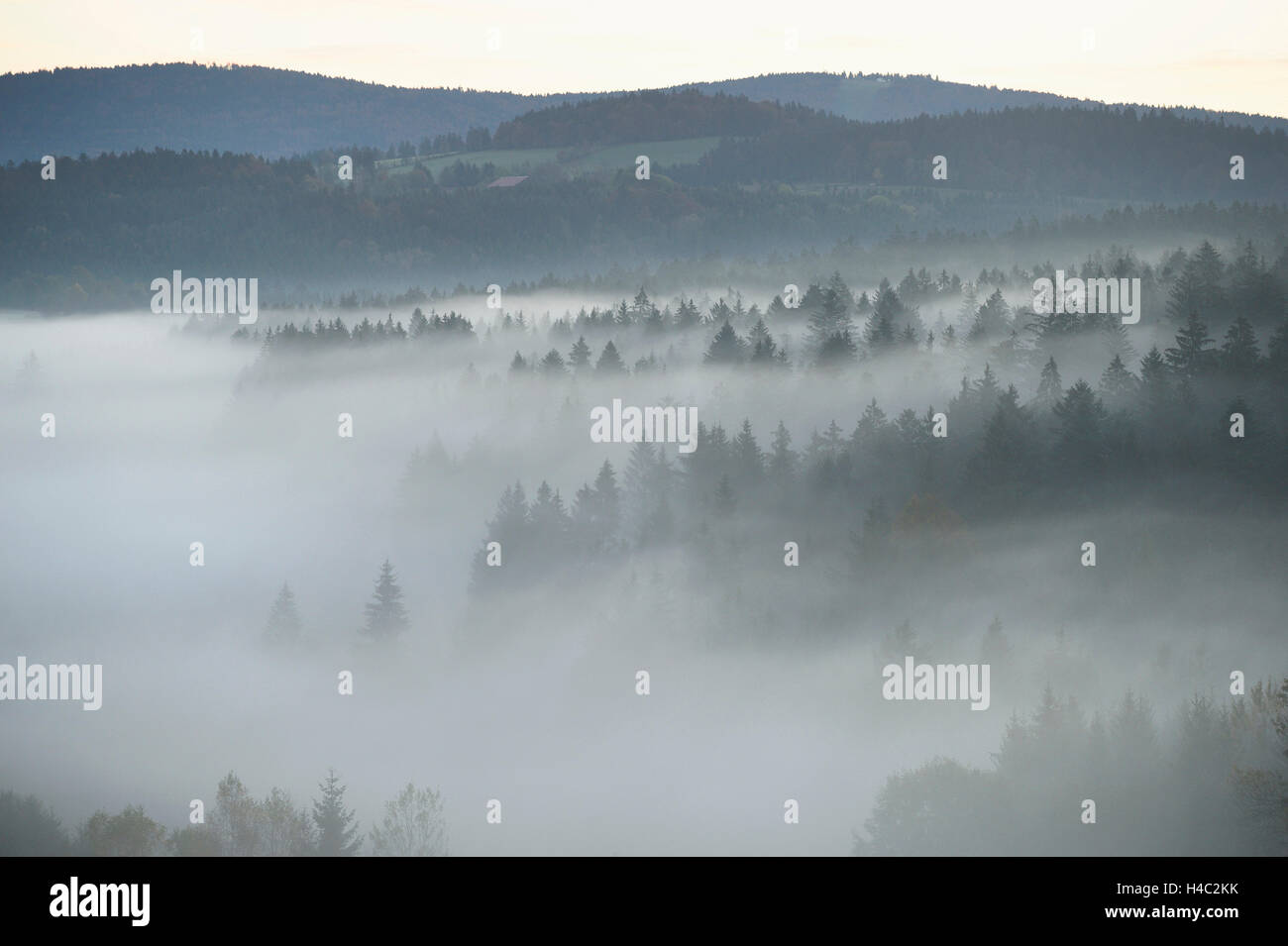 Landscape, trees, tree tops, fog, autumn Stock Photo - Alamy
