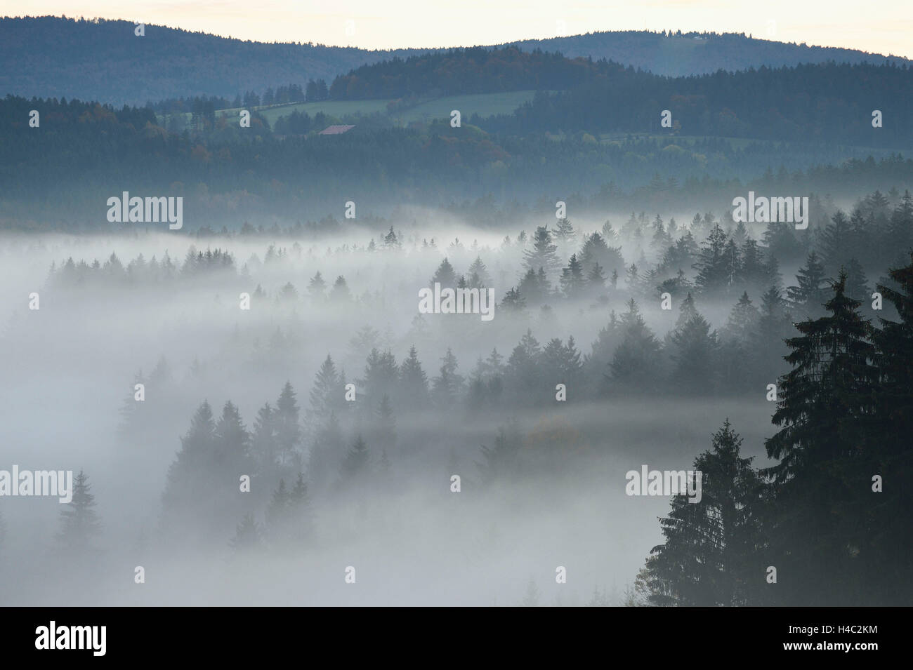Fog tree tops hi-res stock photography and images - Alamy