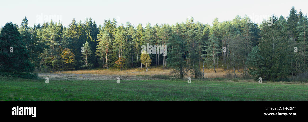 Landscape, pinewood, Scots pines, Pinus sylvestris, autumn Stock Photo ...