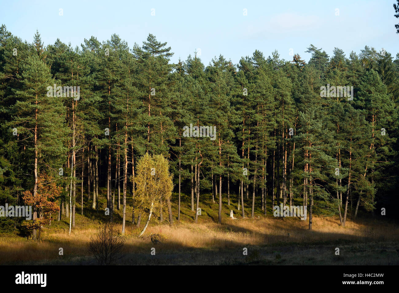 Landscape, pinewood, Scots pines, Pinus sylvestris, autumn Stock Photo ...