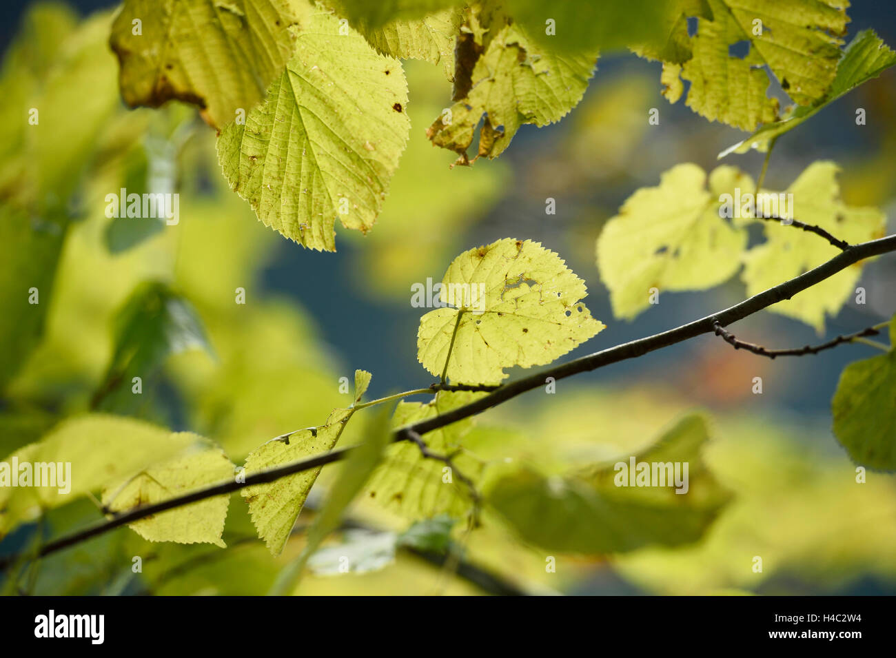 Autumn leaves turning hi-res stock photography and images - Alamy