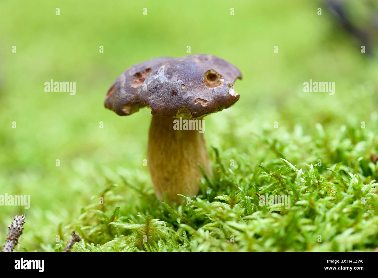 Bay bolete, Imleria badia, forest soil, autumn Stock Photo - Alamy