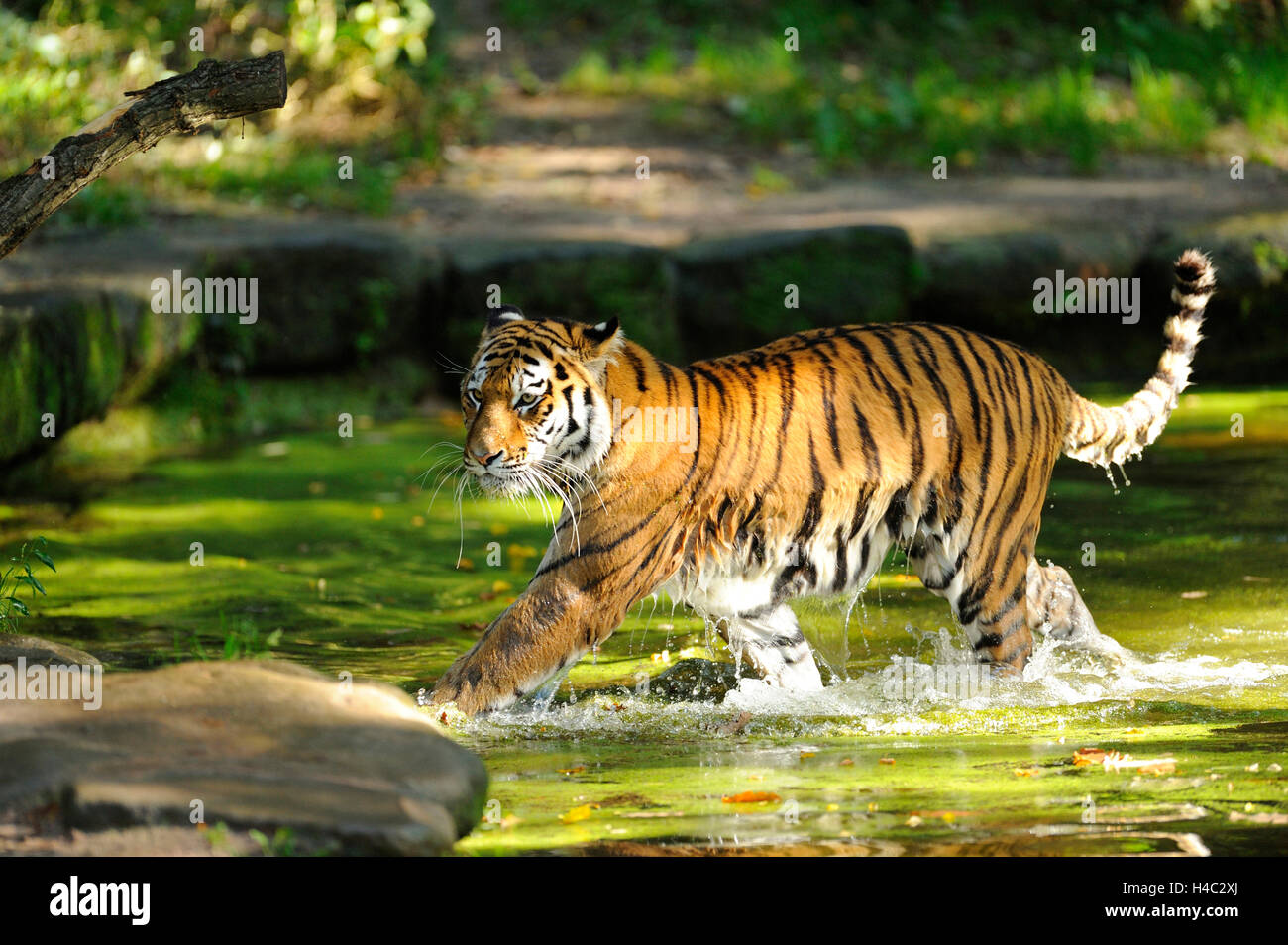 Side view siberian tiger running hi-res stock photography and images ...