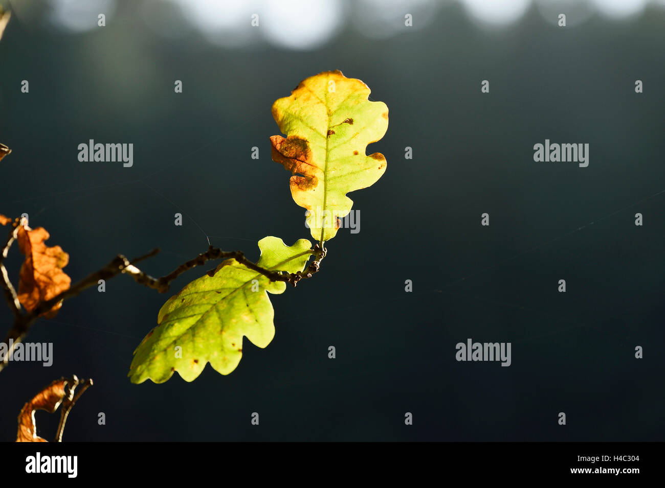 English oak, Quercus robur, leaves, trunk, autumn Stock Photo - Alamy