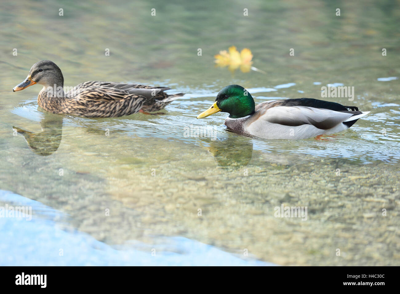 Mallards, Anas platyrhynchos, water, side view, swimming Stock Photo ...