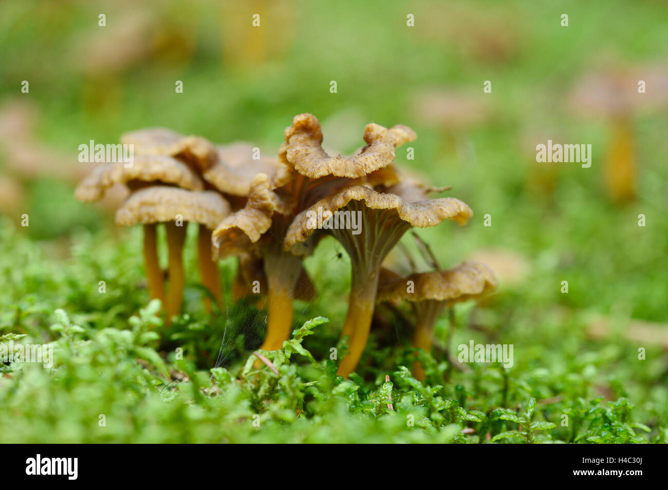 Yellowfoot, Craterellus tubaeformis, Cantharellus infundibuliformis ...
