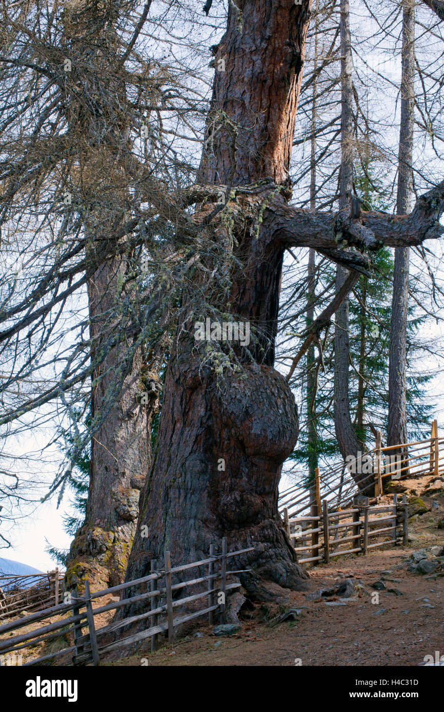 Centuries old larch Stock Photo - Alamy
