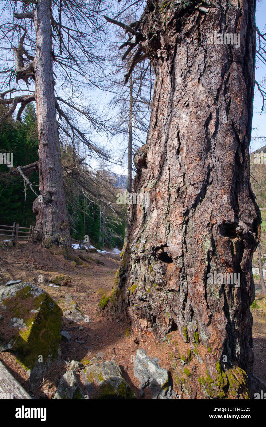 Centuries old larch Stock Photo - Alamy