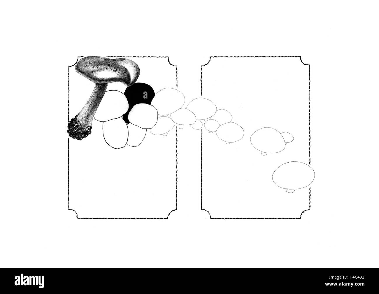 Mushroom menu card Stock Photo - Alamy