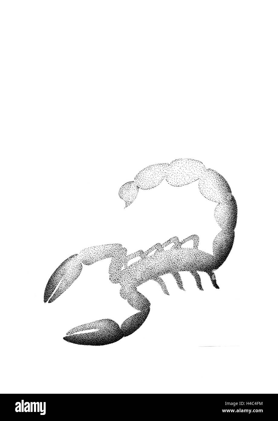 Scorpio Black and White Stock Photos & Images - Alamy