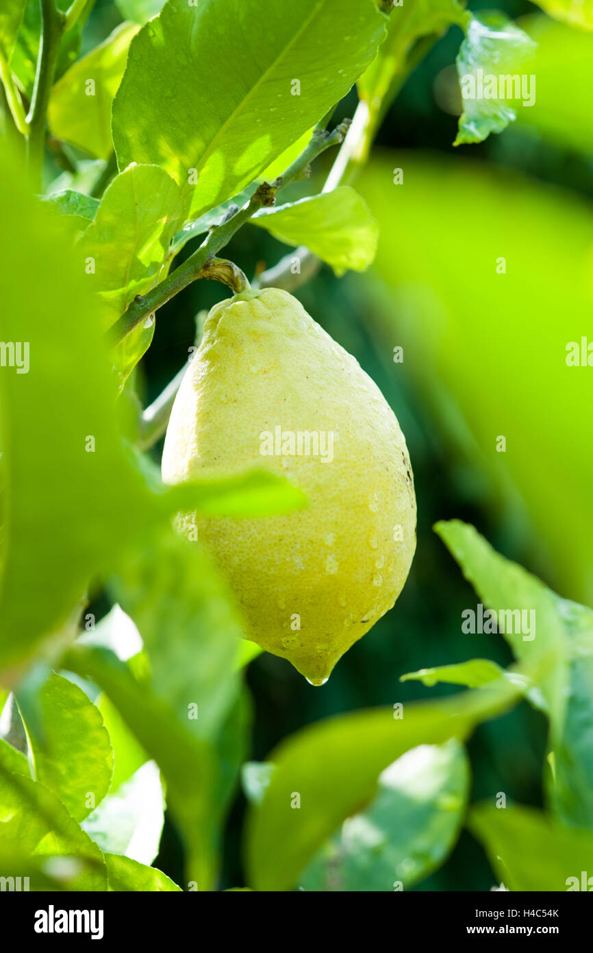 Lemon tree hi-res stock photography and images - Alamy