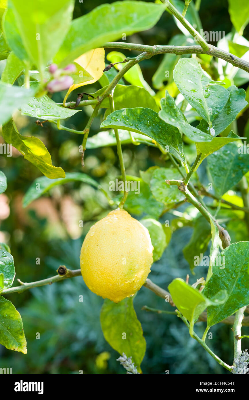 Lemon tree with lemon fruit Stock Photo - Alamy