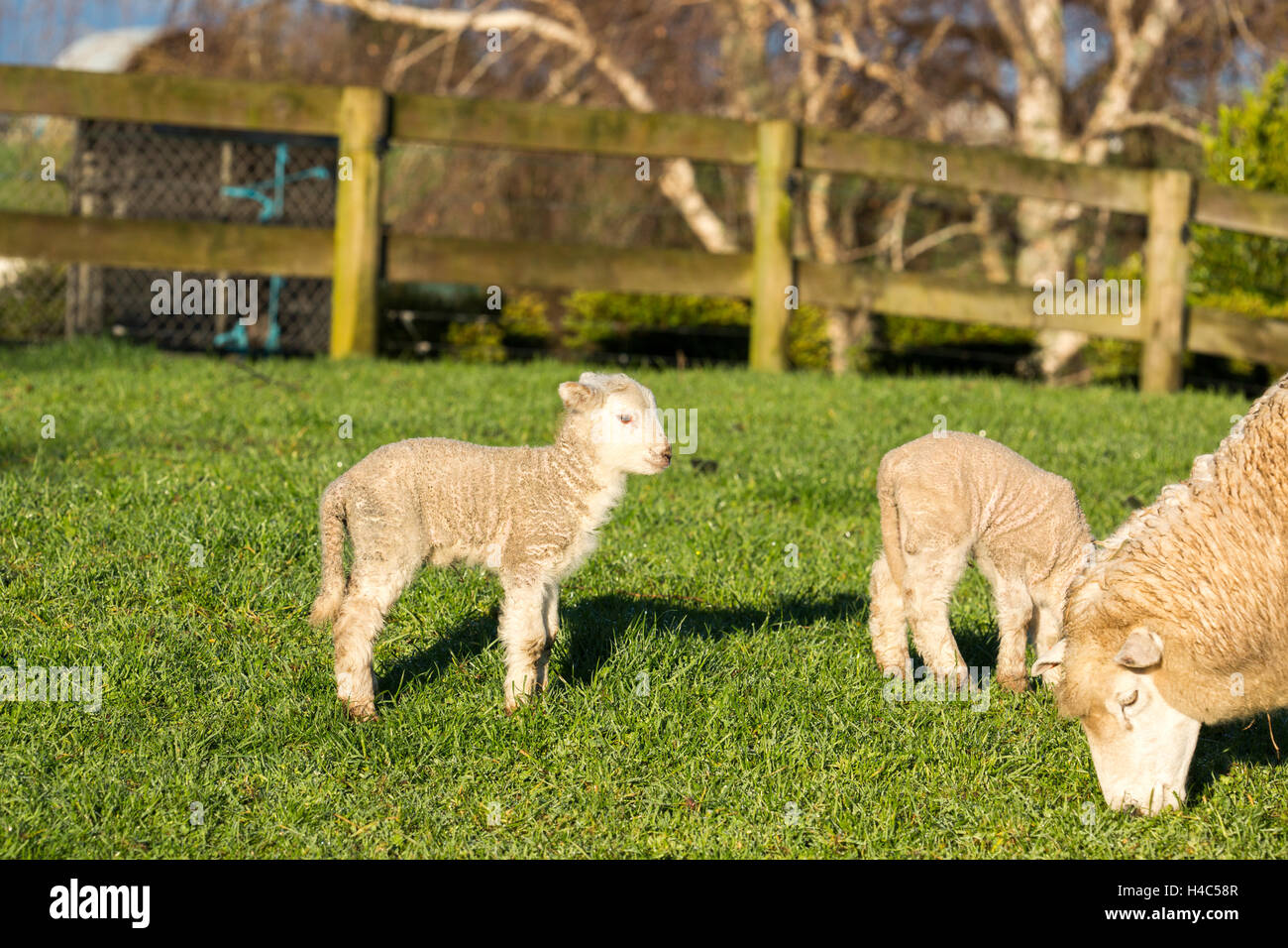 New zealand farm animals hi-res stock photography and images - Alamy