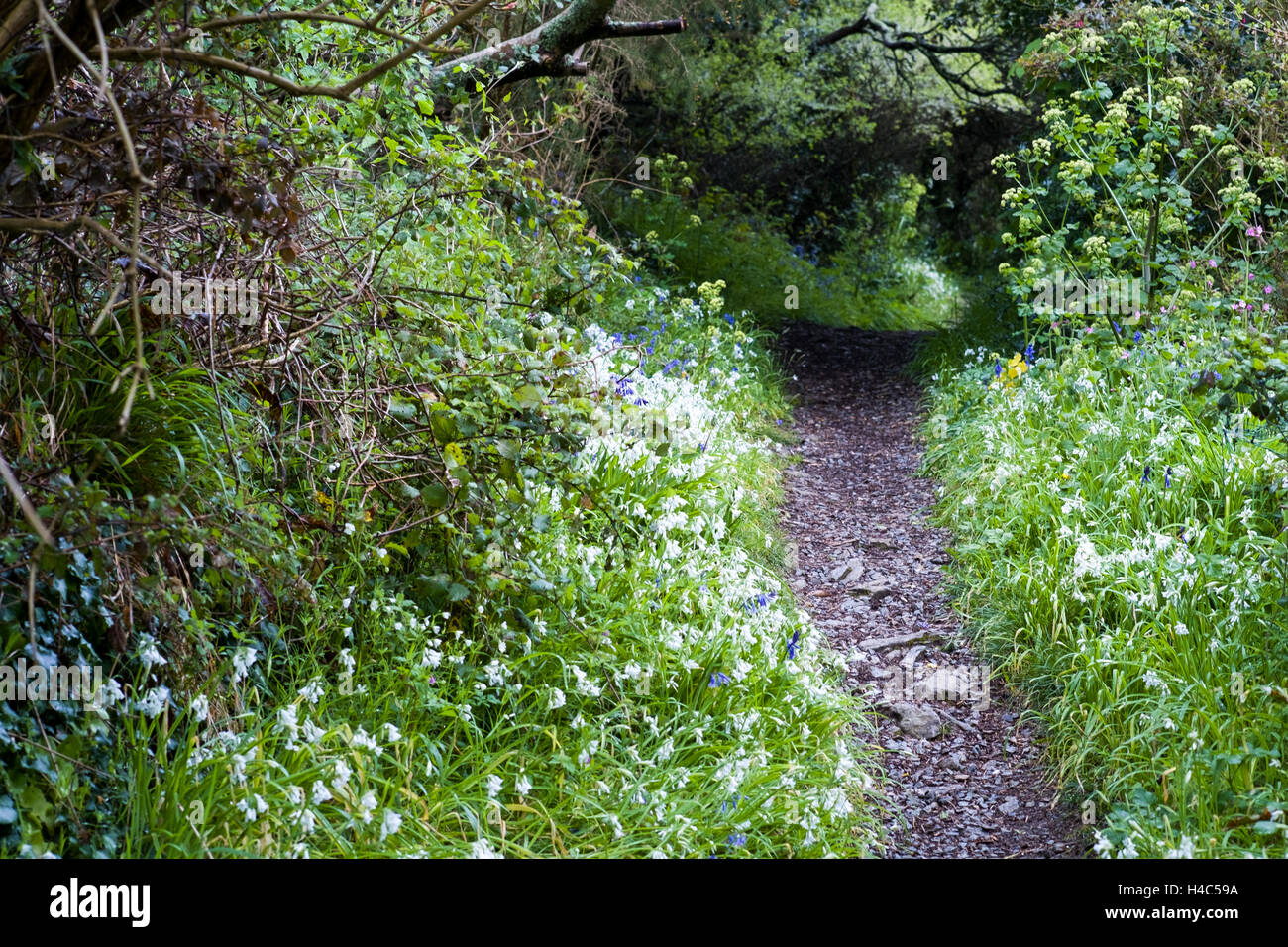Devon spring wildflowers hi-res stock photography and images - Alamy