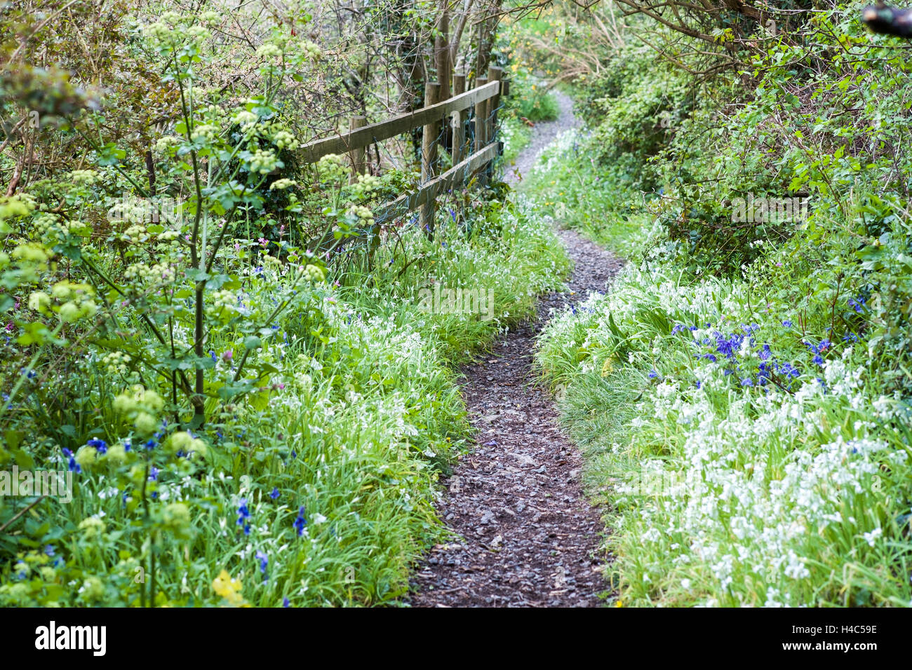 Country lane in early spring with wild flowers at edge Stock Photo - Alamy