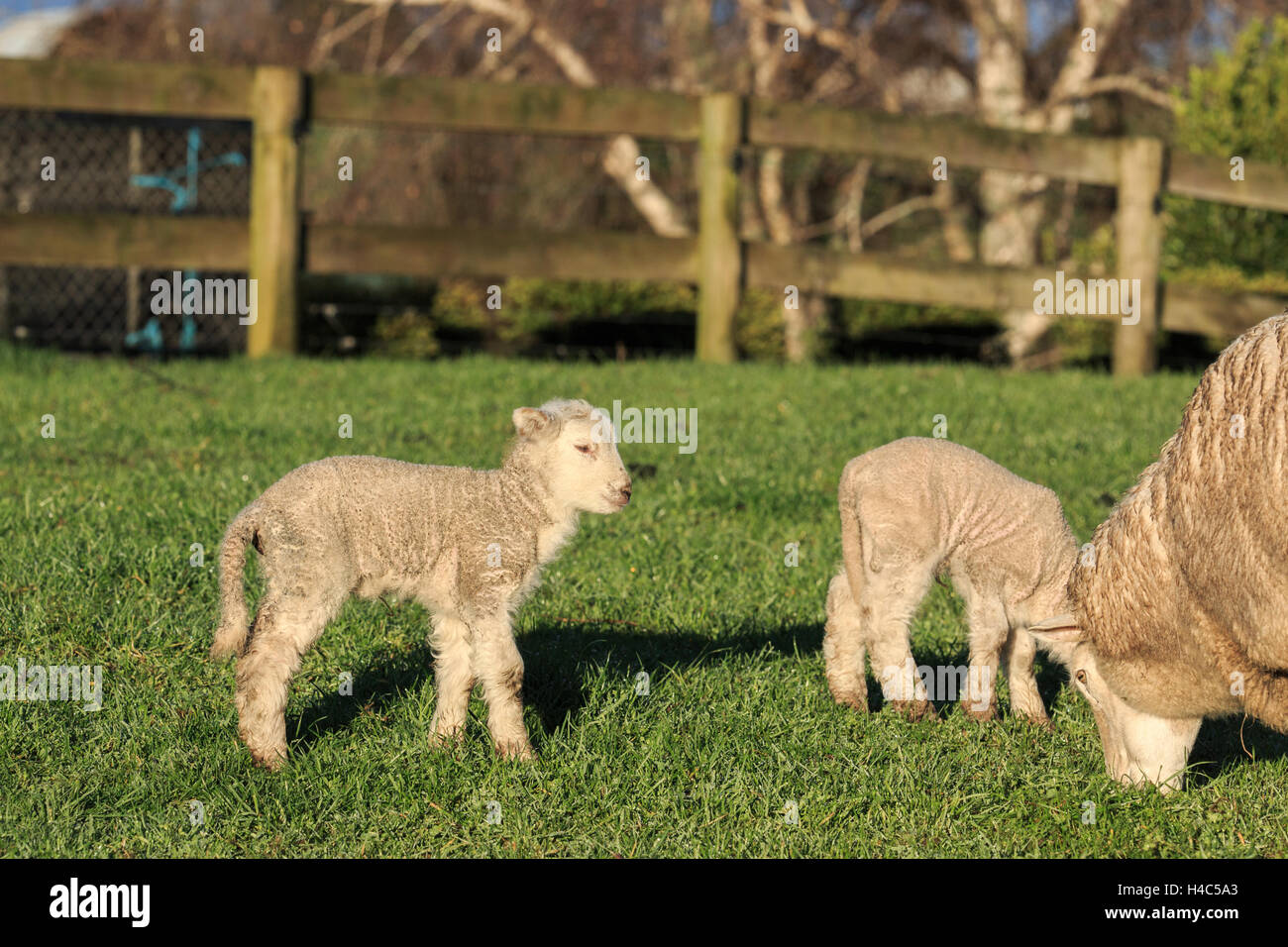 New Zealand Farm Animals High Resolution Stock Photography and Images ...