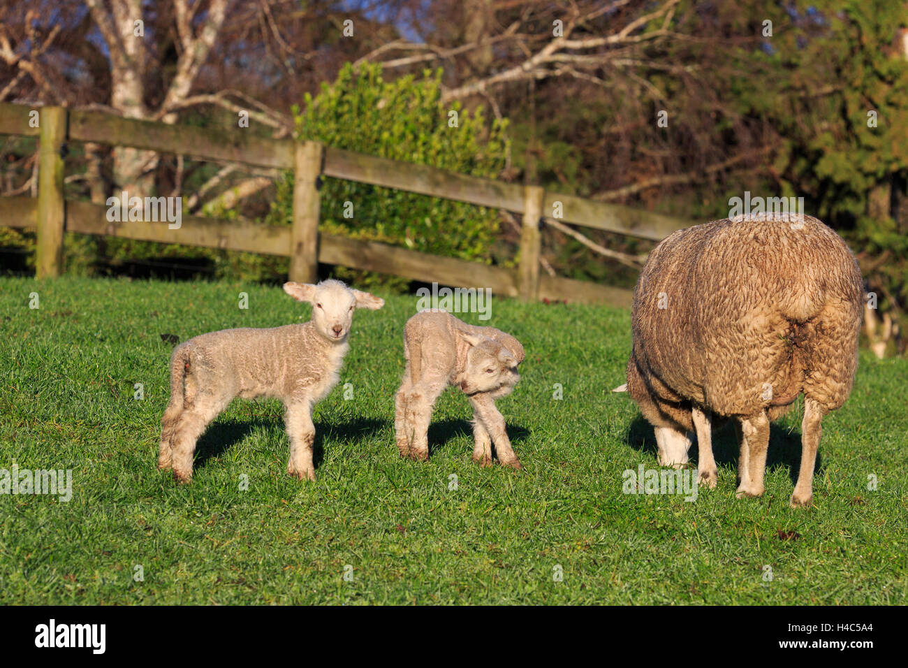 New Zealand Farm Animals High Resolution Stock Photography and Images ...
