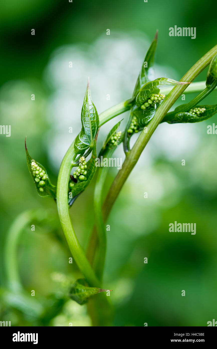 Black bryony (Tamus communis Stock Photo - Alamy