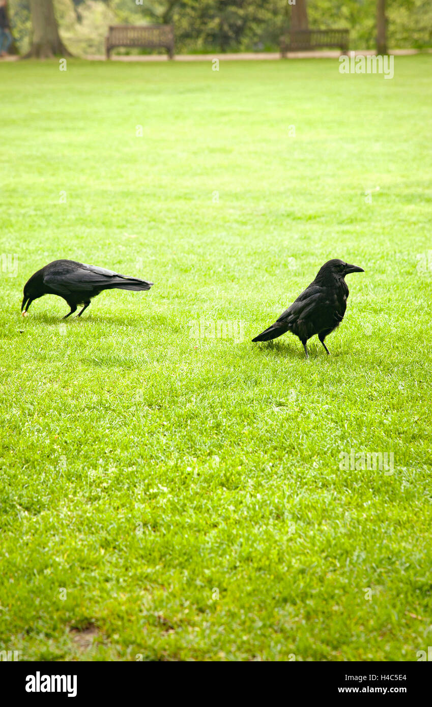 Great Britain, London, grass, park, raven, spring Stock Photo - Alamy