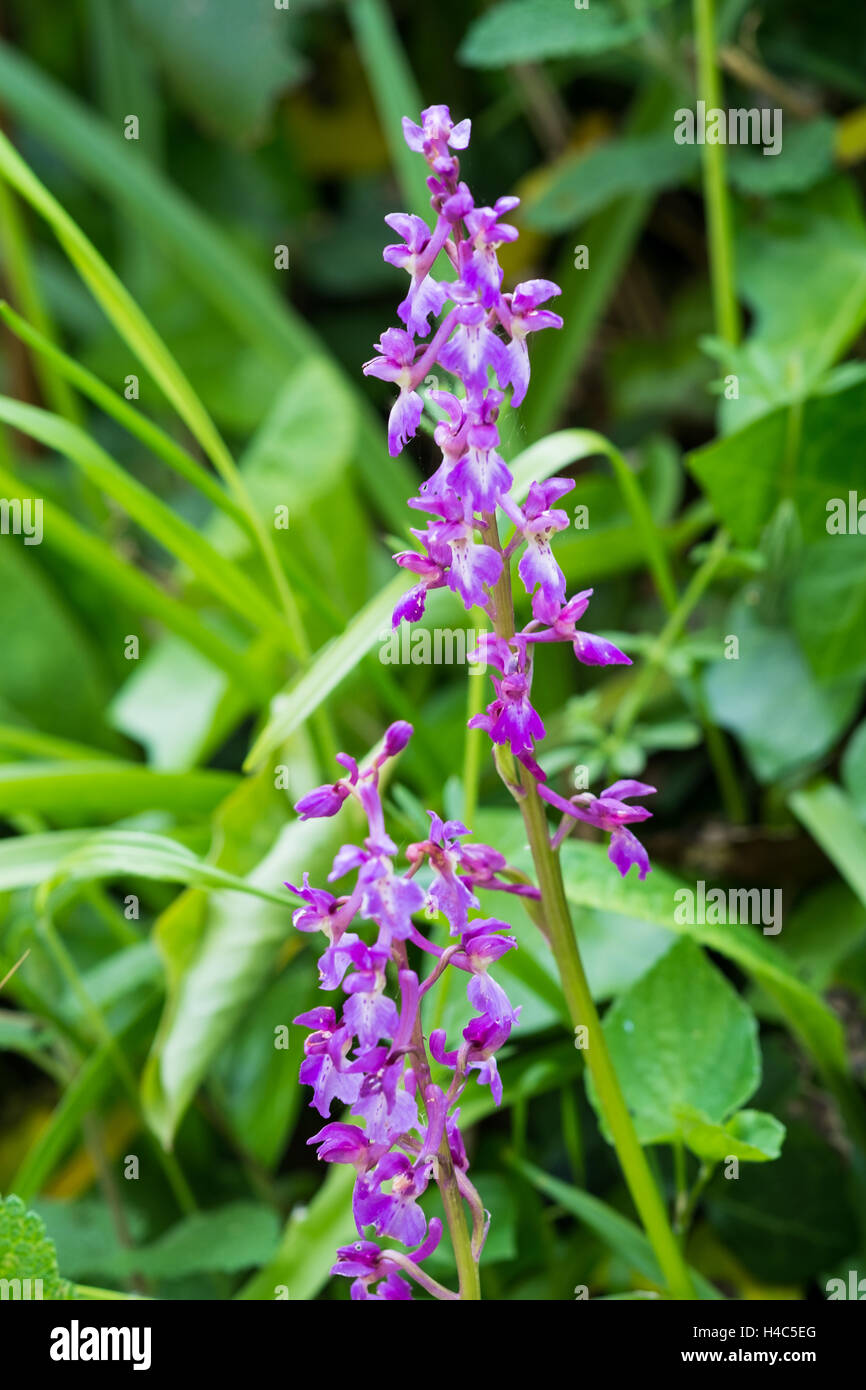 Mascula hi-res stock photography and images - Alamy