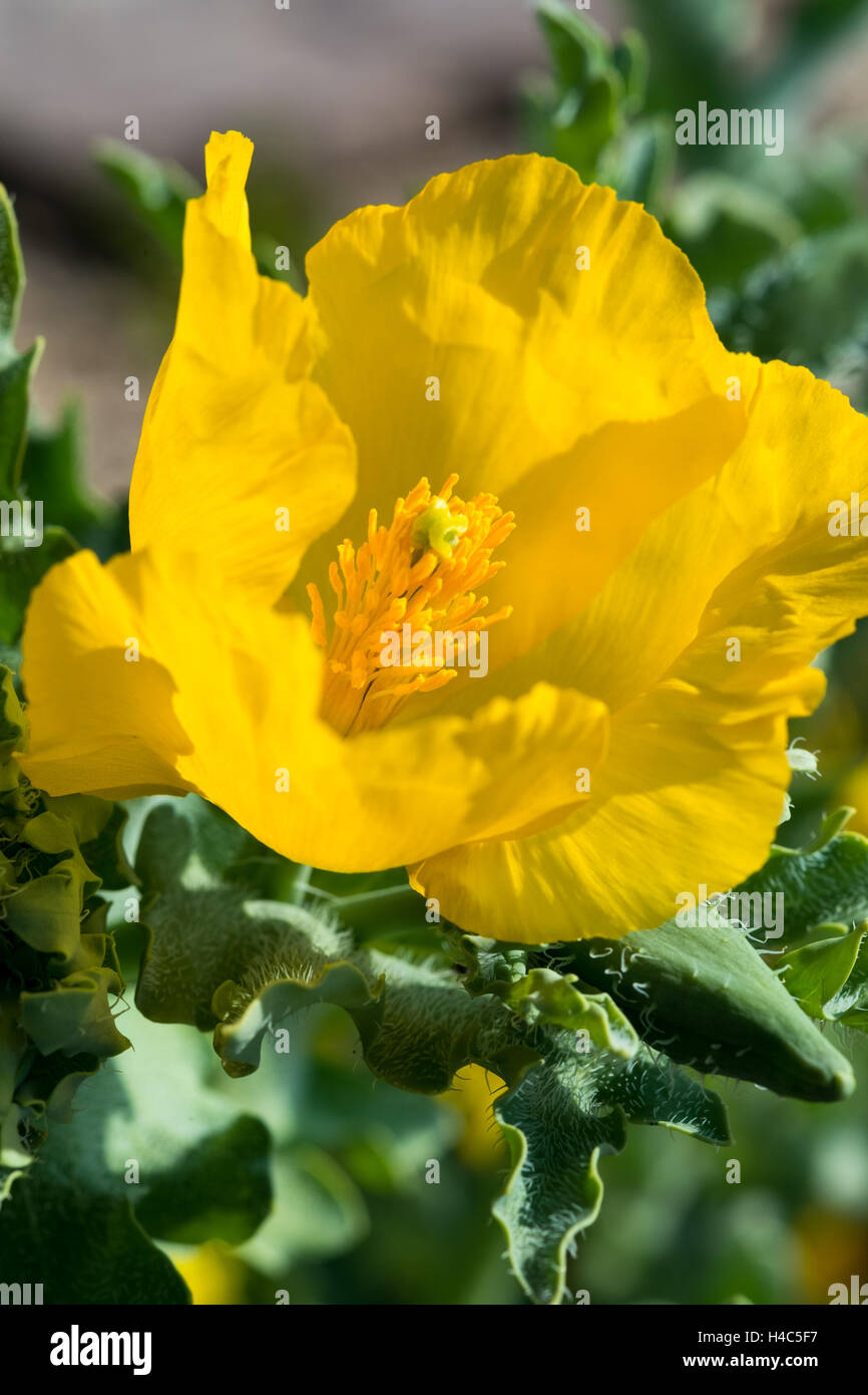 Glaucium flavum (yellow hornpoppy or yellow horned poppy Stock Photo ...
