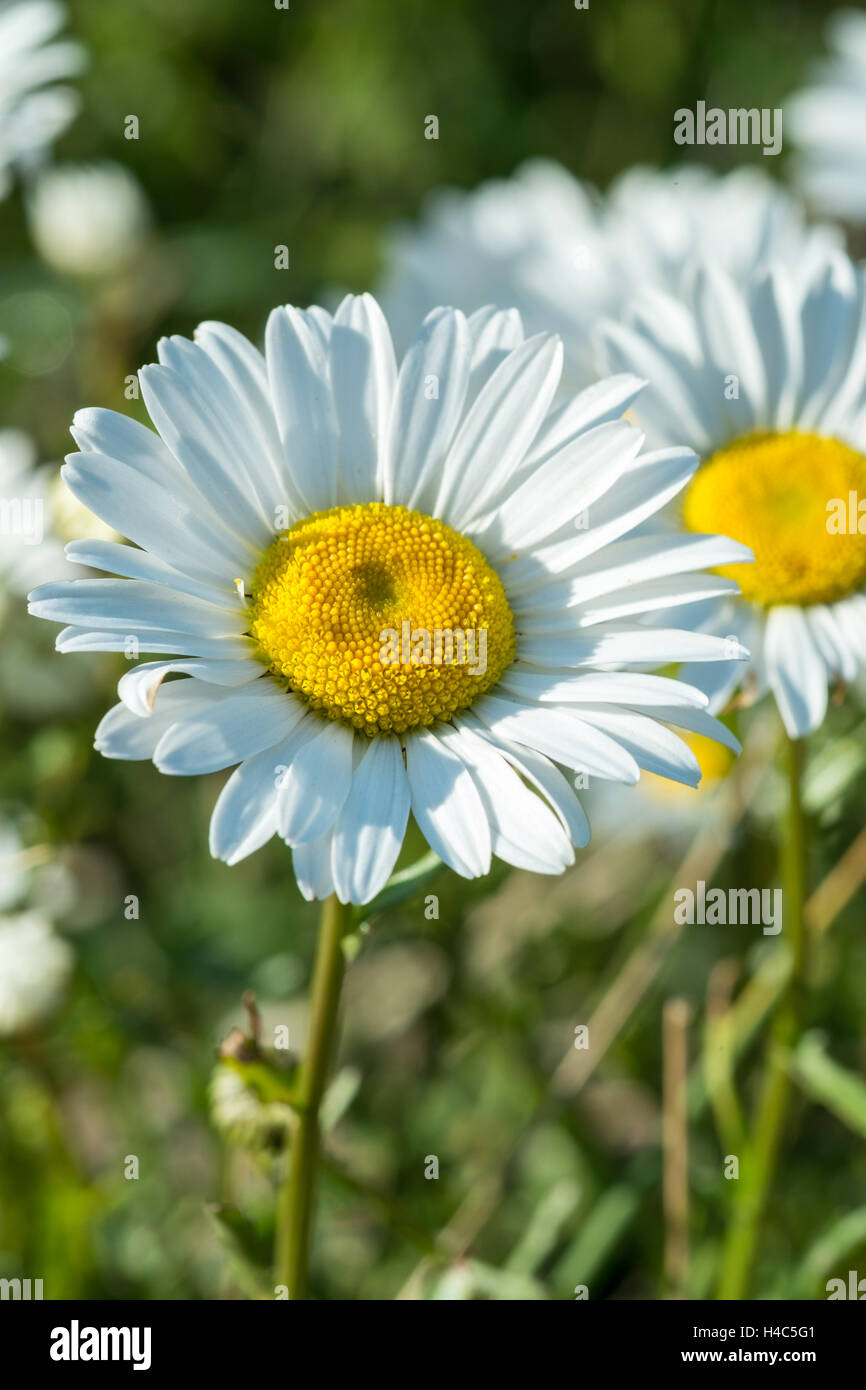 Sea Mayweed (Tripleurospermum maritimum Stock Photo - Alamy